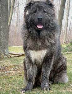 20 Amazing Facts About the Russian Bear Dog