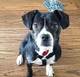 All About the Boston Terrier Beagle Mix (Boglen Terrier)