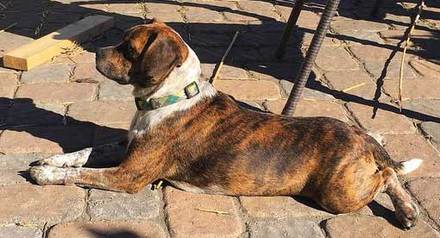 All About the Boston Terrier Beagle Mix (Boglen Terrier)