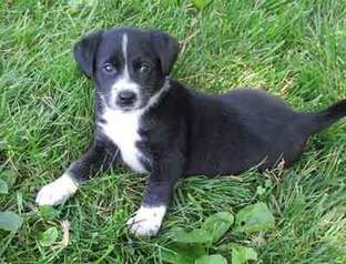 All About The Border Collie Jack Russell Mix (The Border Jack)