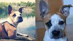 Introducing The Hyper, But Handsome Boston Terrier Jack Russell Mix