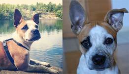 Introducing The Hyper, But Handsome Boston Terrier Jack Russell Mix