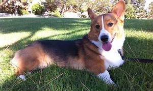 The Corgi Jack Russell Mix (Cojack): Facts/Information