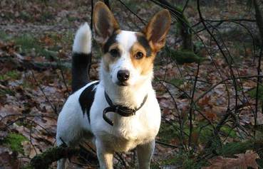 The Corgi Jack Russell Mix (Cojack): Facts/Information