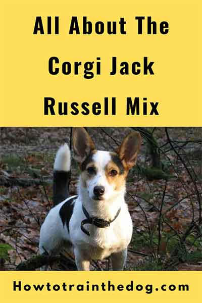 The Corgi Jack Russell Mix (Cojack): Facts/Information