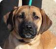 All About the Golden Retriever Boxer Mix