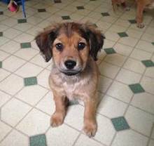 All About the Golden Retriever Boxer Mix