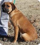 All About the Golden Retriever Boxer Mix