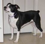 Introducing The Hyper, But Handsome Boston Terrier Jack Russell Mix
