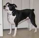 Introducing The Hyper, But Handsome Boston Terrier Jack Russell Mix