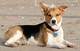 The Corgi Jack Russell Mix (Cojack): Facts/Information