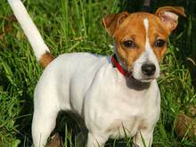 All About The Border Collie Jack Russell Mix (The Border Jack)