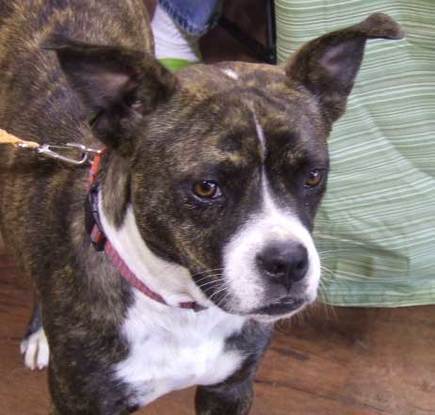 A Guide to the Boston Terrier Boxer Mix (The Miniature Boxer)