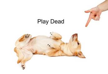 6 Steps to Teach Your Dog to Roll Over and "Play Dead"