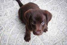 All About the Miniature Labrador: The Ultimate Guide