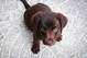All About the Miniature Labrador: The Ultimate Guide