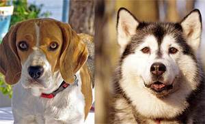 Everything you need to know about the Beagle Husky mix
