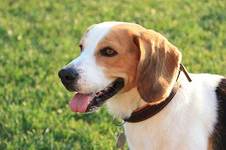 All About the Beabull Dog (Beagle Bulldog Mix)