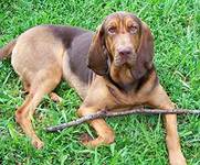 All About The Bloodhound Lab Mix: Facts/Information