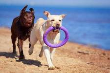 How to Teach your Dog the "Drop it" Command (5 Easy Steps)