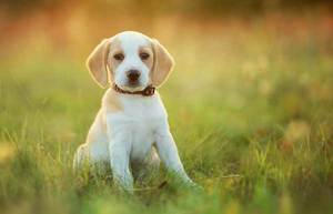 What is a Lemon Beagle? Here are the Facts