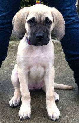 All About the Mastiff Lab Mix (The Mastador): Facts/Information
