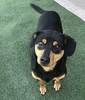 All About The Meagle (Miniature Pinscher Beagle Mix)