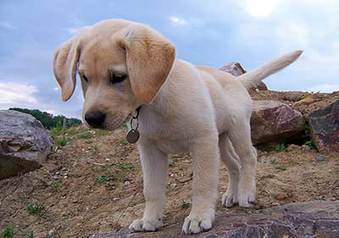 All About the Miniature Labrador: The Ultimate Guide