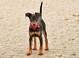 All About The Meagle (Miniature Pinscher Beagle Mix)