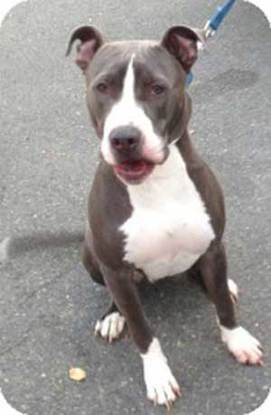 The Great Dane Pitbull Mix (A Comprehensive Guide)