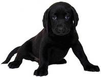 All About the Miniature Labrador: The Ultimate Guide