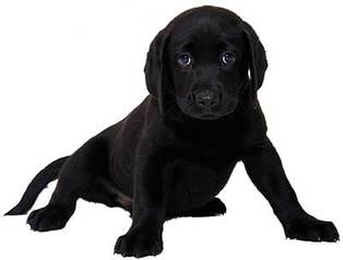 Silver Lab - Your Guide To The Silver Labrador Retriever