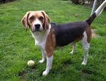 What is a Lemon Beagle? Here are the Facts