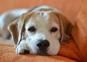 What is a Lemon Beagle? Here are the Facts
