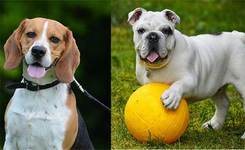 All About the Beabull Dog (Beagle Bulldog Mix)