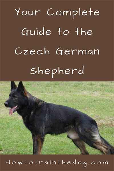 Your Complete Guide to the Czech German Shepherd (With Pictures)