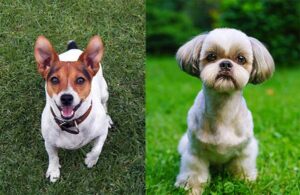 All About The Jack Russell Shih Tzu Mix (Jack Tzu) With Pictures