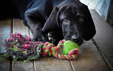 All About The Bloodhound Lab Mix: Facts/Information