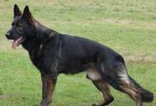 Your Complete Guide to the Czech German Shepherd (With Pictures)