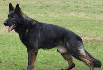 Your Complete Guide to the Czech German Shepherd (With Pictures)