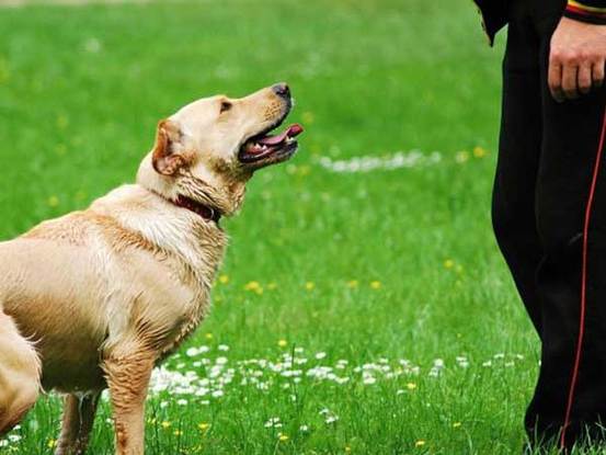 6 Tips on How to Get Your Dog to Listen to You