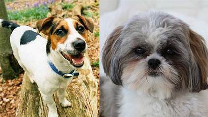 Facts About The Jack Russell Shih Tzu Mix