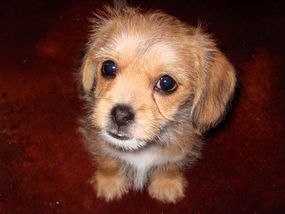 All About The Schweenie (Shih Tzu Dachshund Mix)