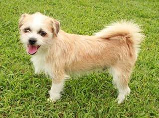 All About the Adorable Shih Tzu Chihuahua Mix (Shichi)