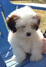 All About the Shorkie Poo: Your Complete Guide