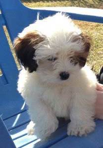 All About the Shorkie Poo: Your Complete Guide