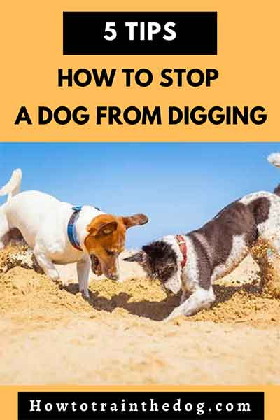How to Stop A Dog From Digging (5 Simple Tips)