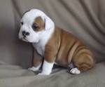 All About The Valley Bulldog: Facts/Information