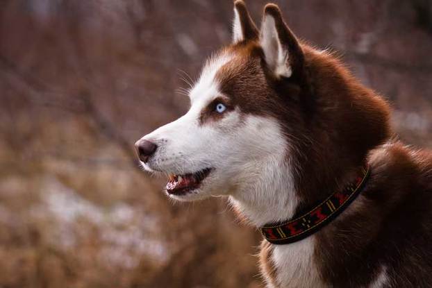 All About The Red Siberian Husky (Pictures & Facts)