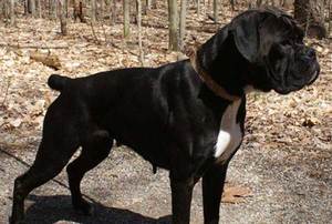 Everything you need to know about the Black Boxer dogs